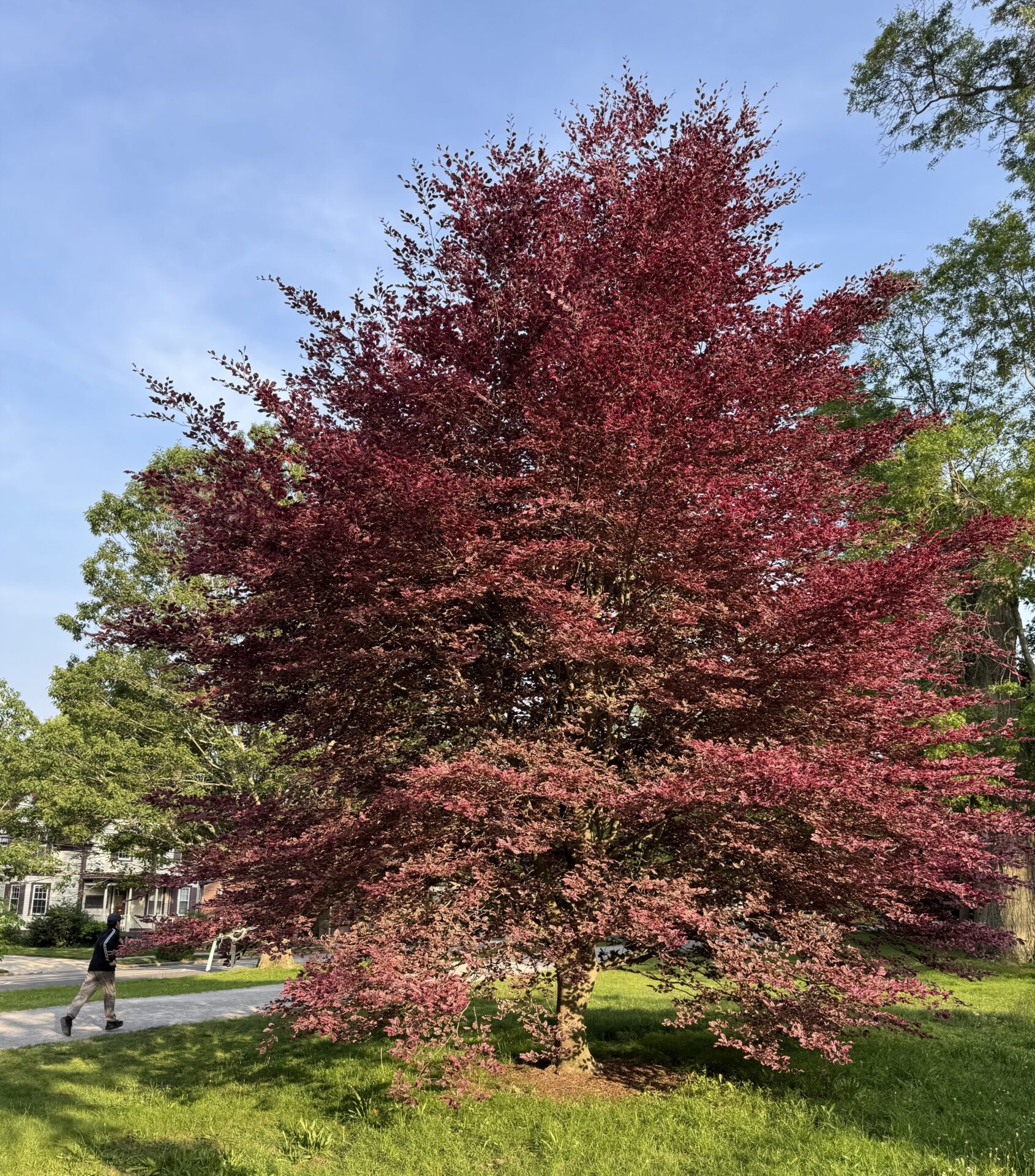 Beech Trees Treatment - Blackstone Parks Conservancy