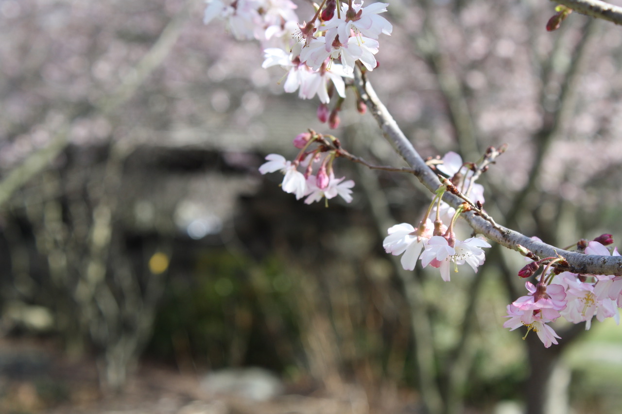Cherry trees in full bloom brighten the trolley shelter - Blackstone ...