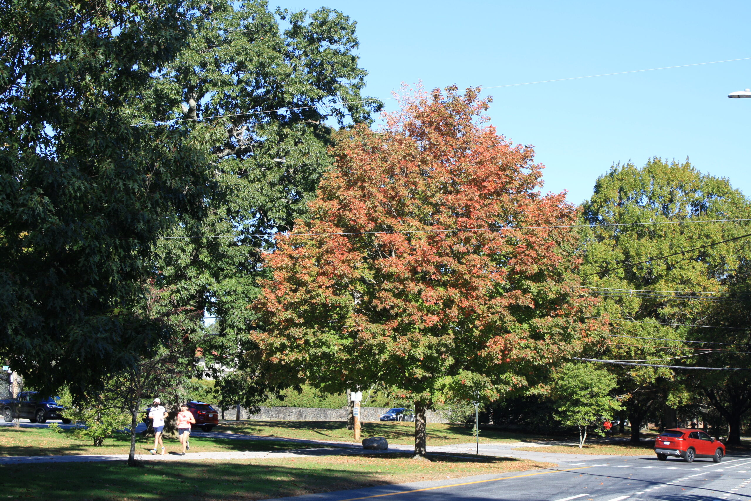 Blackstone Parks: Full of Color and Life - Blackstone Parks Conservancy