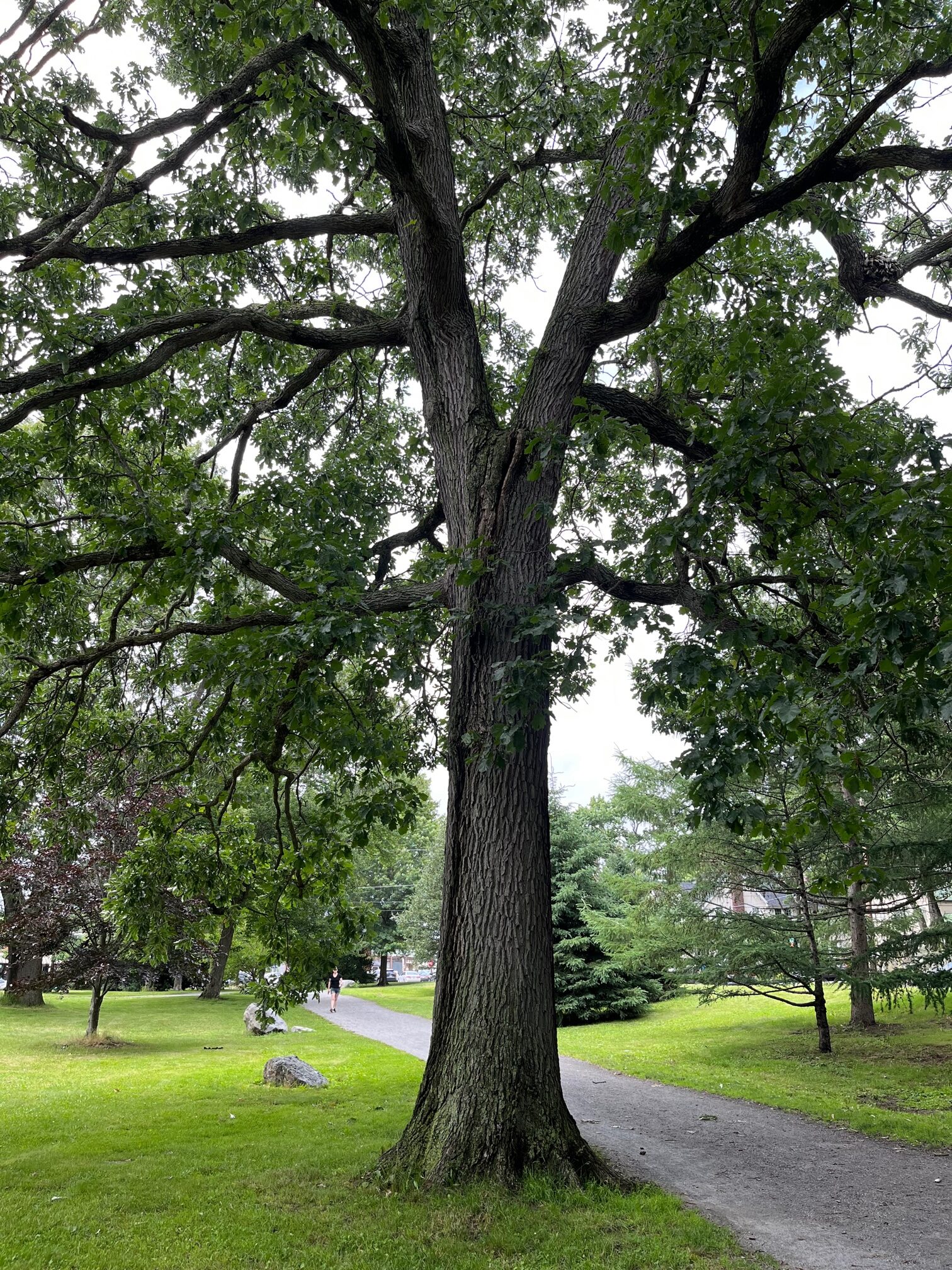 Tree Work At The Boulevard - Blackstone Parks Conservancy